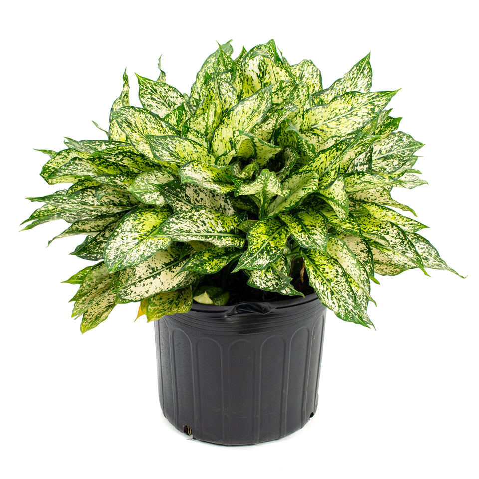 Natural plants - Aglaonema Osaka - Alphaplantes