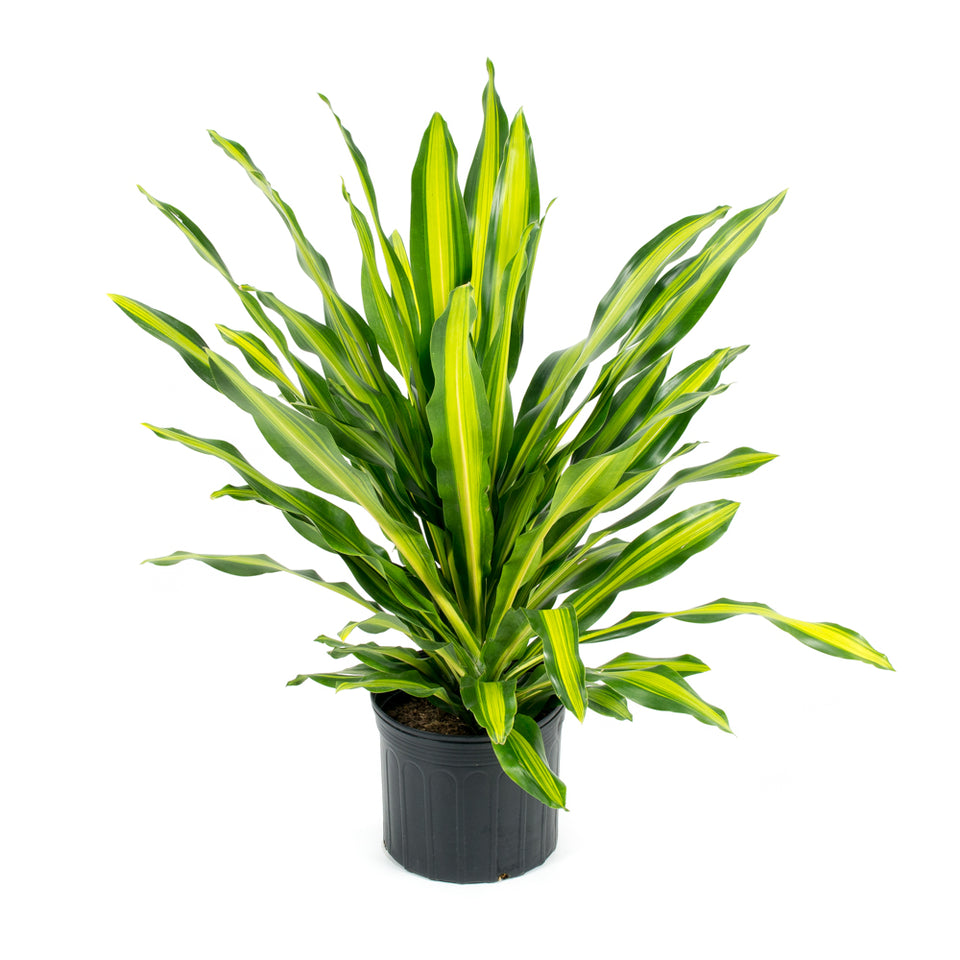 Natural plants - Dracaena Giganta - Alphaplantes