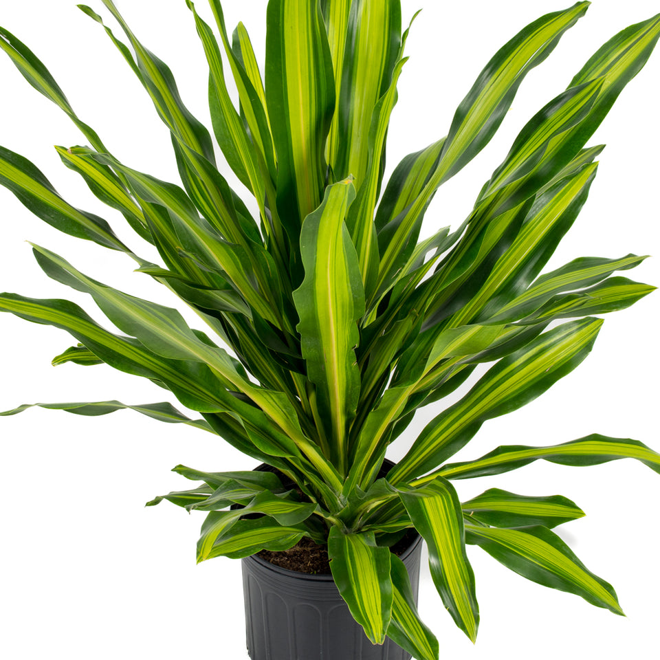 Natural plants - Dracaena Giganta - Alphaplantes