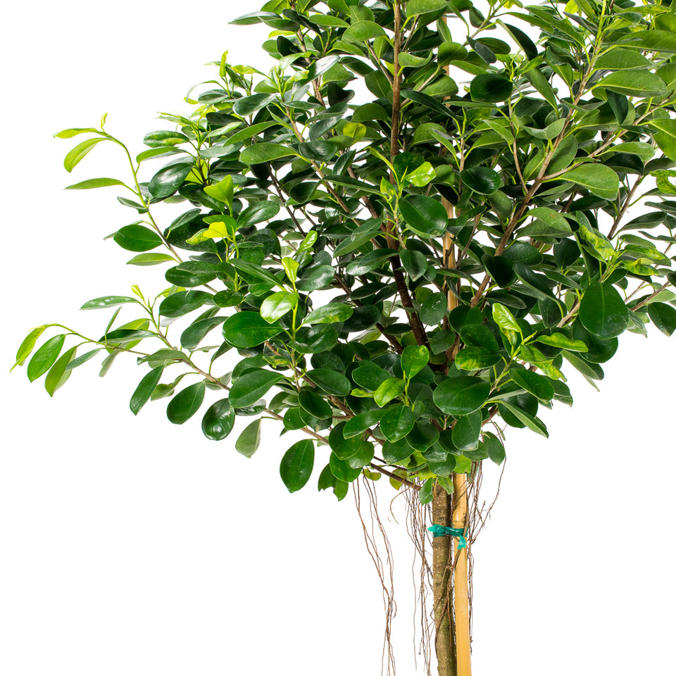 Natural plants - Ficus Daniella - tree - Alphaplantes
