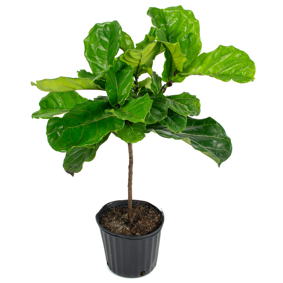 Natural plants - Ficus Lyrata - tree - Alphaplantes