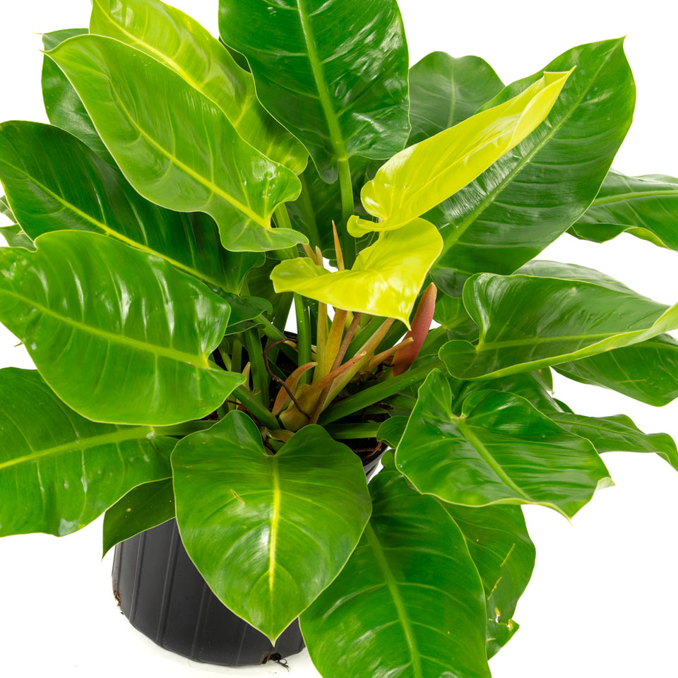 Natural plants - Philodendron Moonlight - Alphaplantes