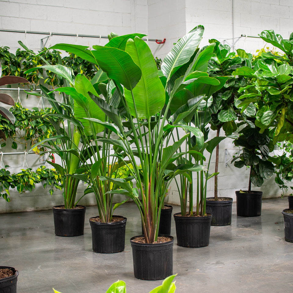 Natural plants - Strelitzia Nicolai - Alphaplantes