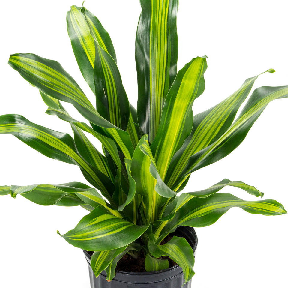 Natural plants - Dracaena Giganta - Alphaplantes