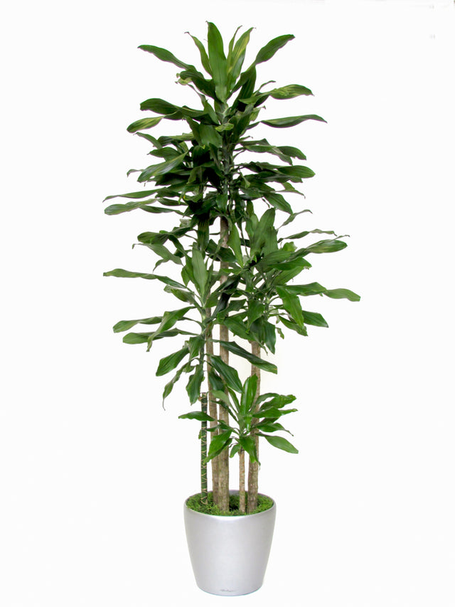Natural plants - Dracaena Janet Lind - cane – Alphaplantes