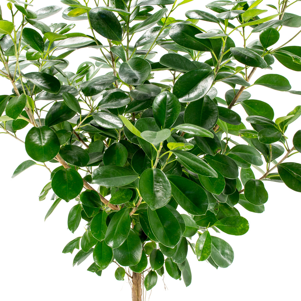 Plantes naturelles - Ficus Daniella tige - Alphaplantes